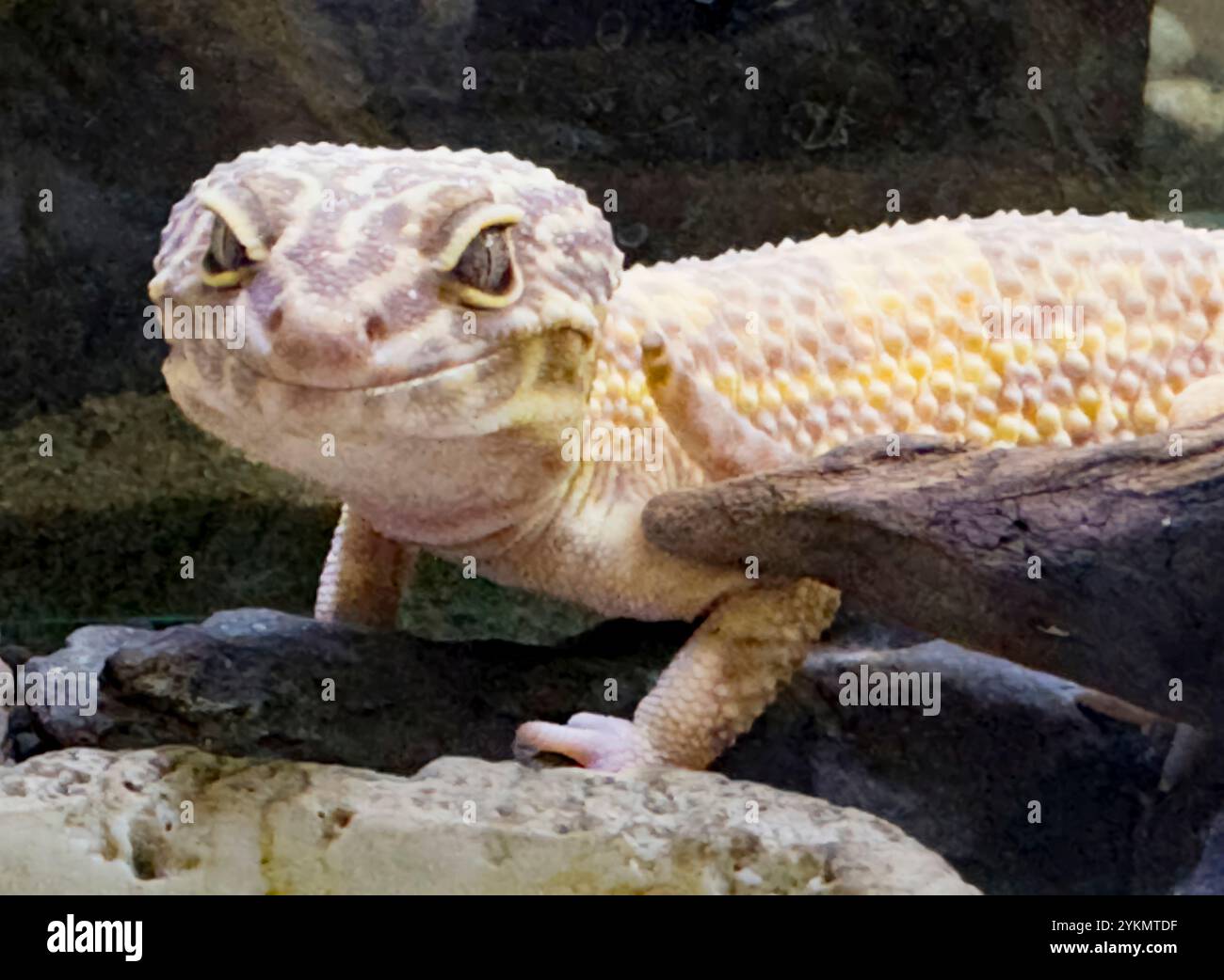 A lizard is standing on a rock and looking at the camera. The lizard ...
