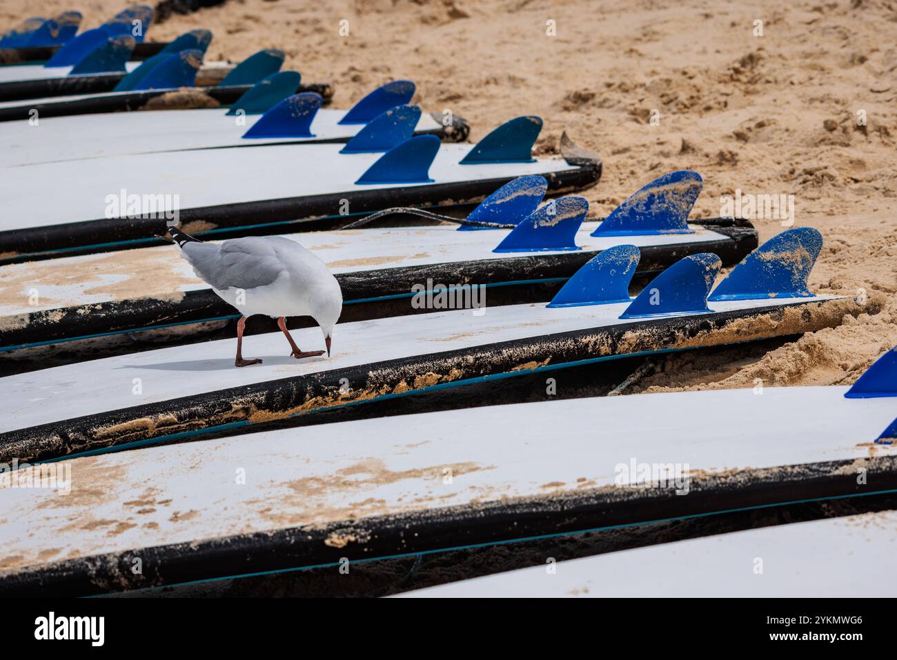 Seagull stands on upturned surfboards in a row on the sand at Bondi ...
