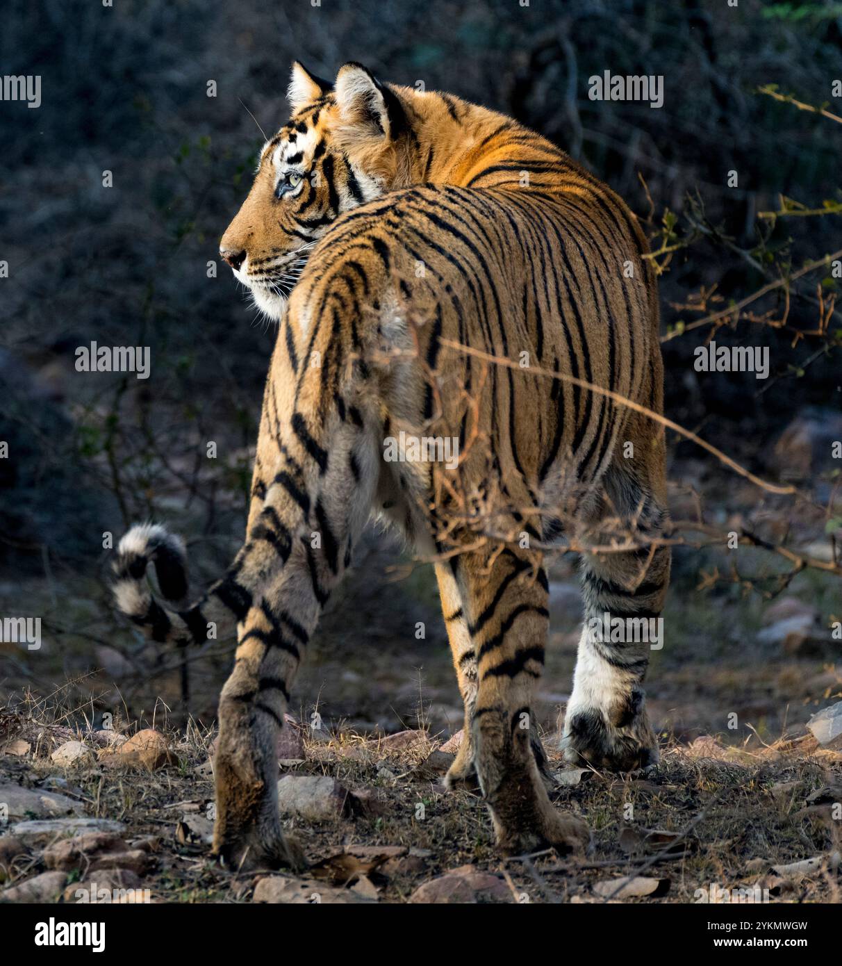 Solitary tiger walks through its natural habitat as dusk descends ...