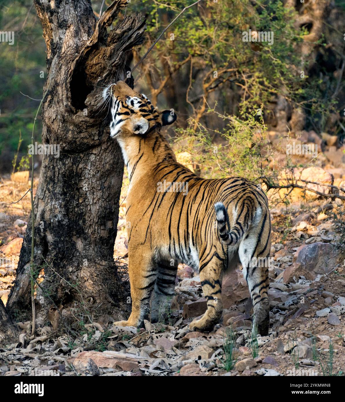 Stunning bengal tiger stands alert in the forest, showcasing its iconic ...