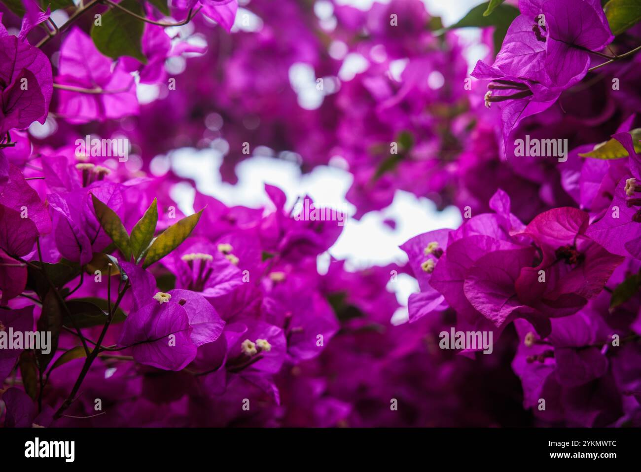 Vibrant magenta flowers on bougainvillea tree in Sydney, Australia ...