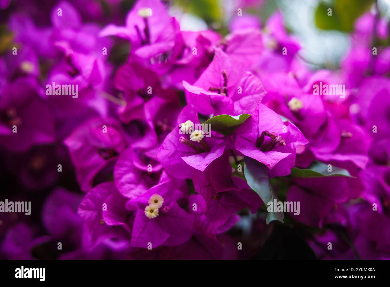 Vibrant magenta flowers on bougainvillea tree in Sydney, Australia ...