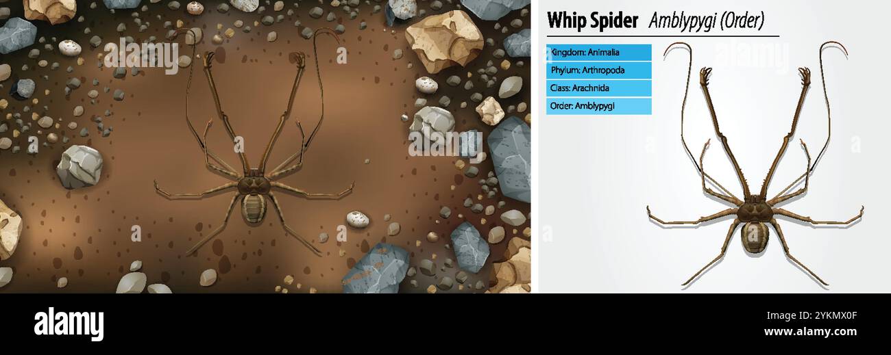 Illustration of a whip spider on soil Stock Vector Image & Art - Alamy