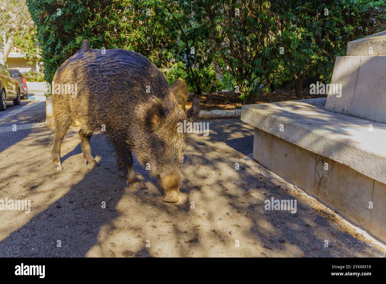 View of a wild boar in a public garden in Haifa, Israel Stock Photo - Alamy