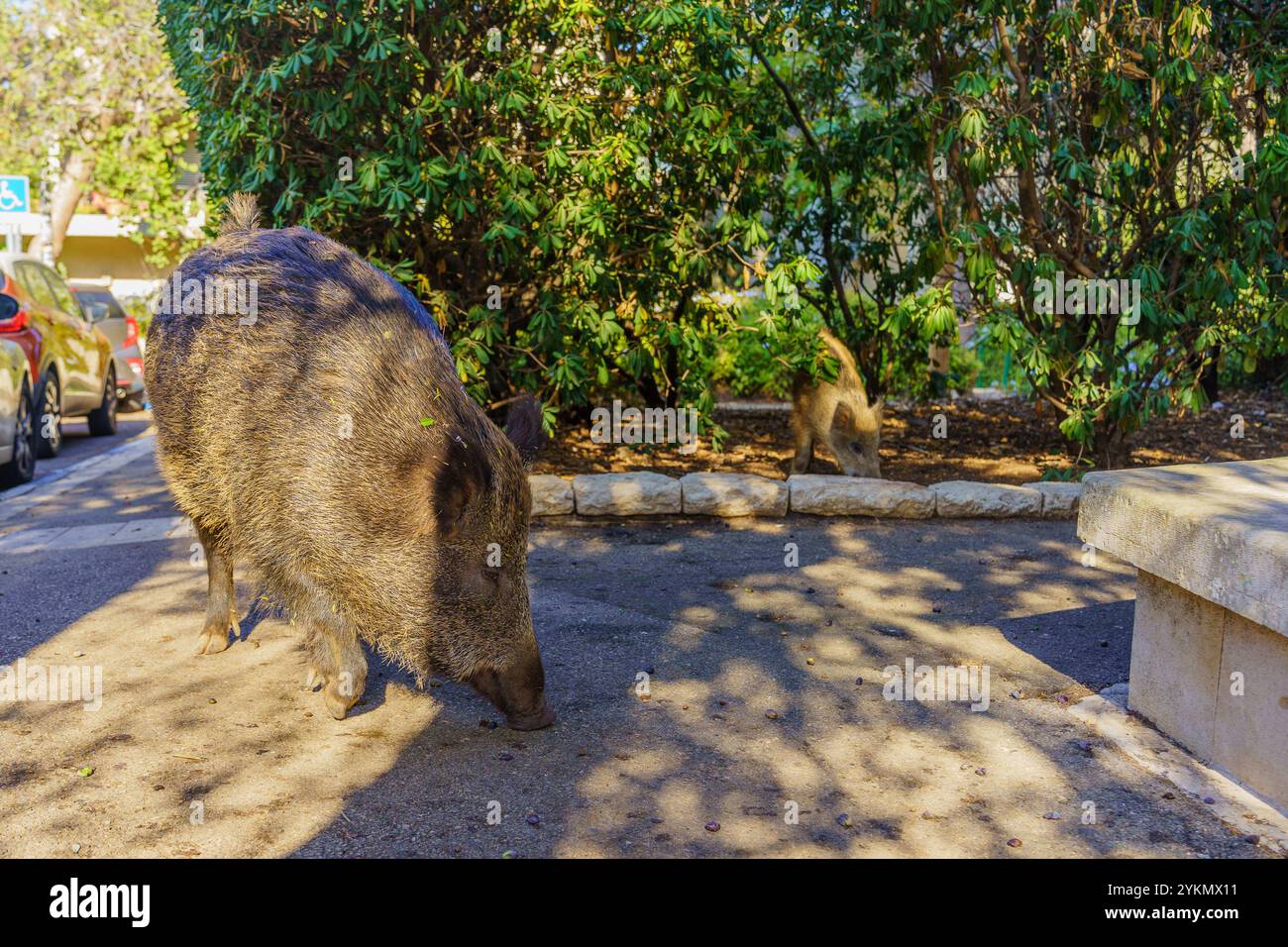 View of a wild boar in a public garden in Haifa, Israel Stock Photo - Alamy