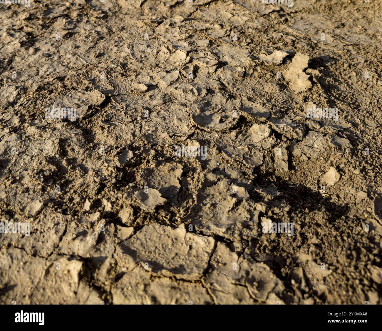 Barren and parched land, closeup of dry cracked earth texture, a ...