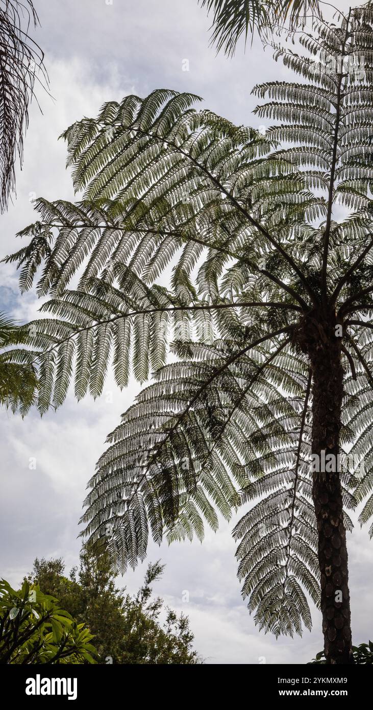 Silhouette tree fern fronds hi-res stock photography and images - Alamy