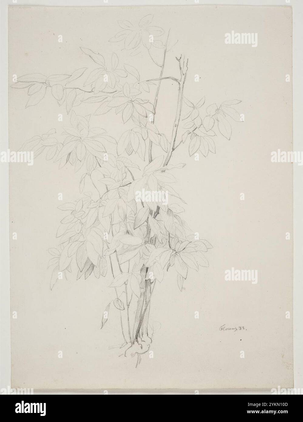 Ditlev Blunck, Plantestudie, 1832 Stock Photo - Alamy