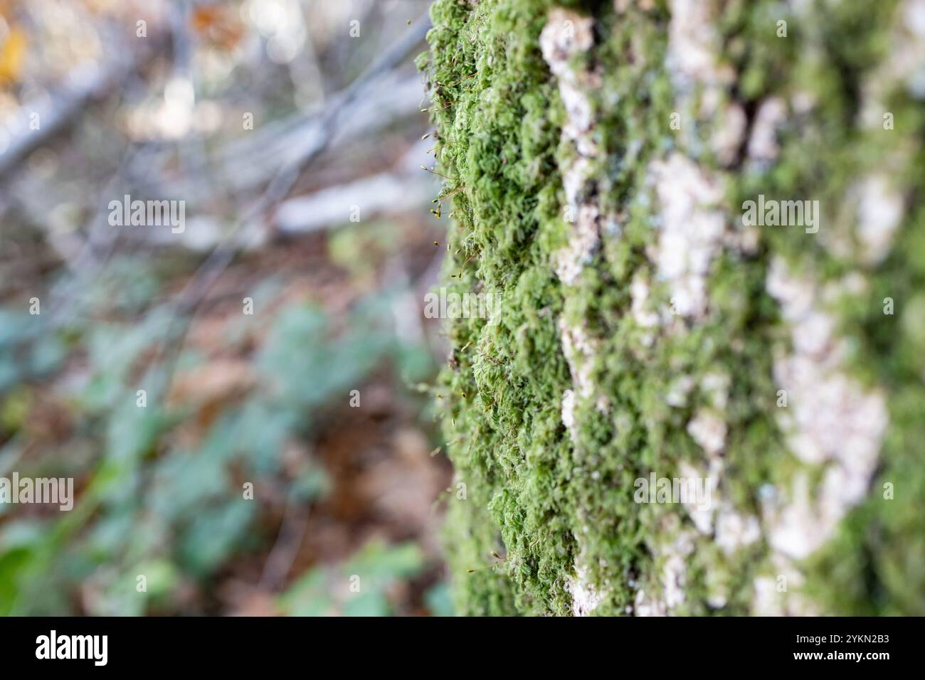 Macro photography forest moss hi-res stock photography and images - Alamy