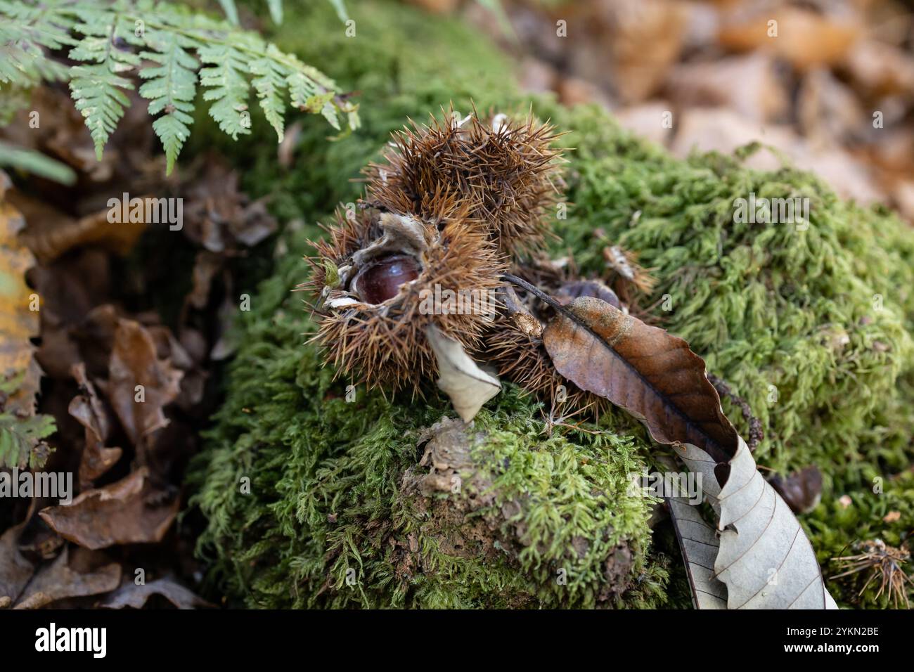 Sweet Chestnut on Moss Covered Tree Stump Stock Photo - Alamy