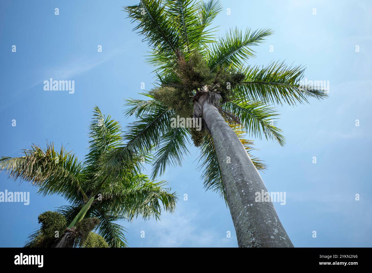 Areca nut palms, Betel Nuts, Betel palm (Areca catechu) hanging on its ...