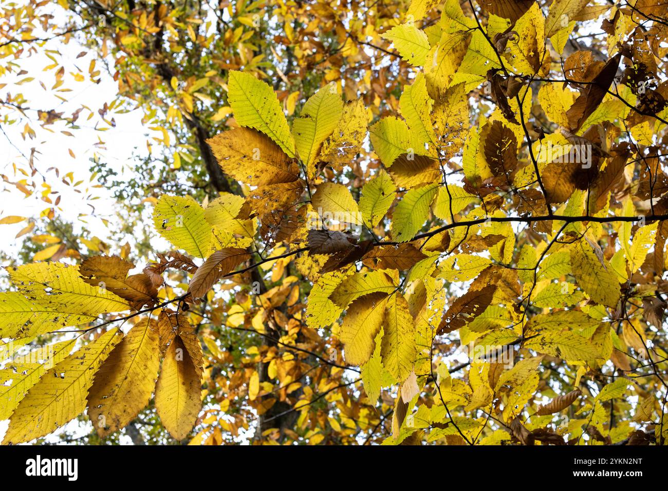 Leaves ecological hi-res stock photography and images - Alamy