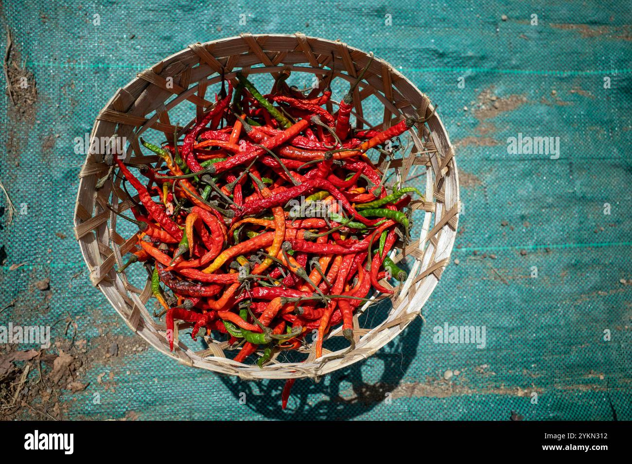 Dry Cabai rawit (Capsicum frutescens), a wild hot chili pepper for ...