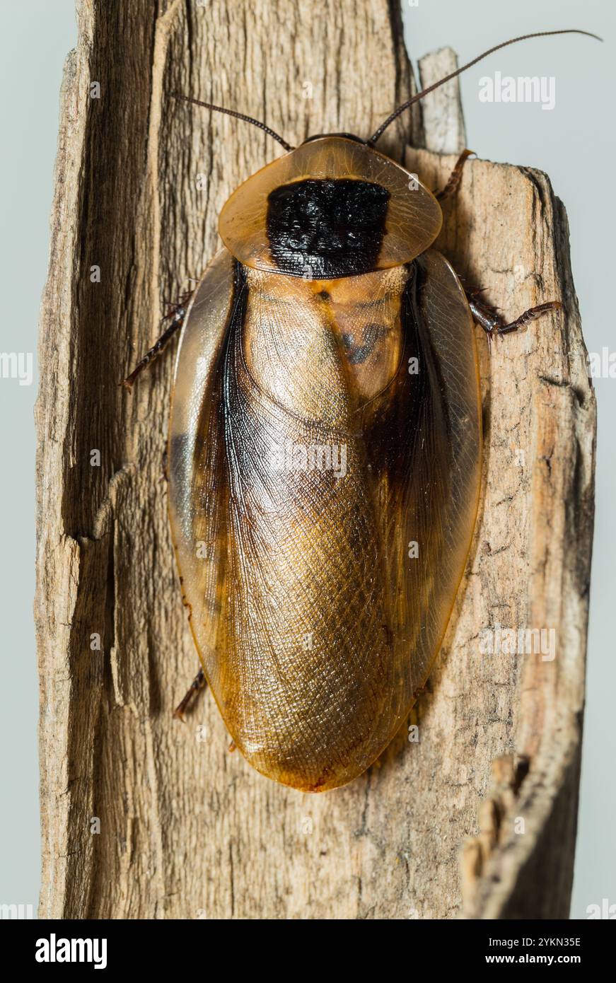 South American cockroach (Blaberus atropus Stock Photo - Alamy