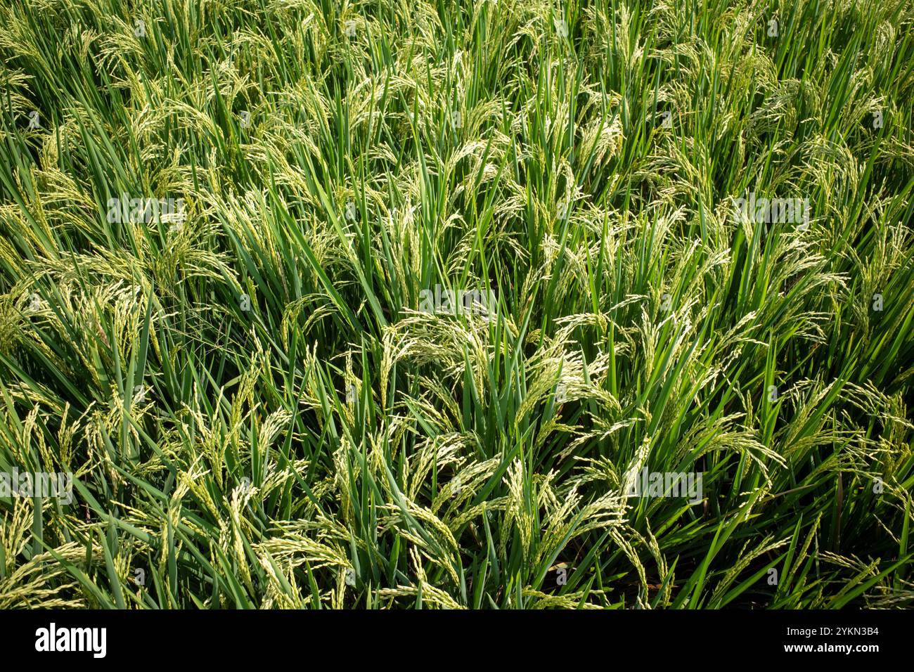 Close up of green paddy rice plant (Oryza sativa) on rice field ...