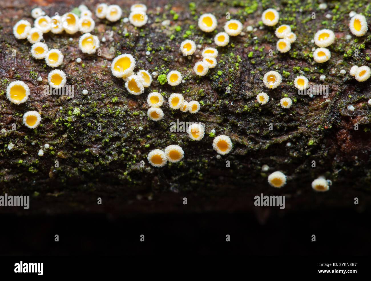 Canker cup fungi (Lachnellula Stock Photo - Alamy