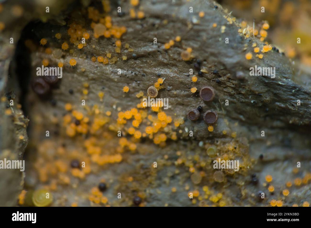 Cup fungus on moose dung (Lasiobolus Stock Photo - Alamy