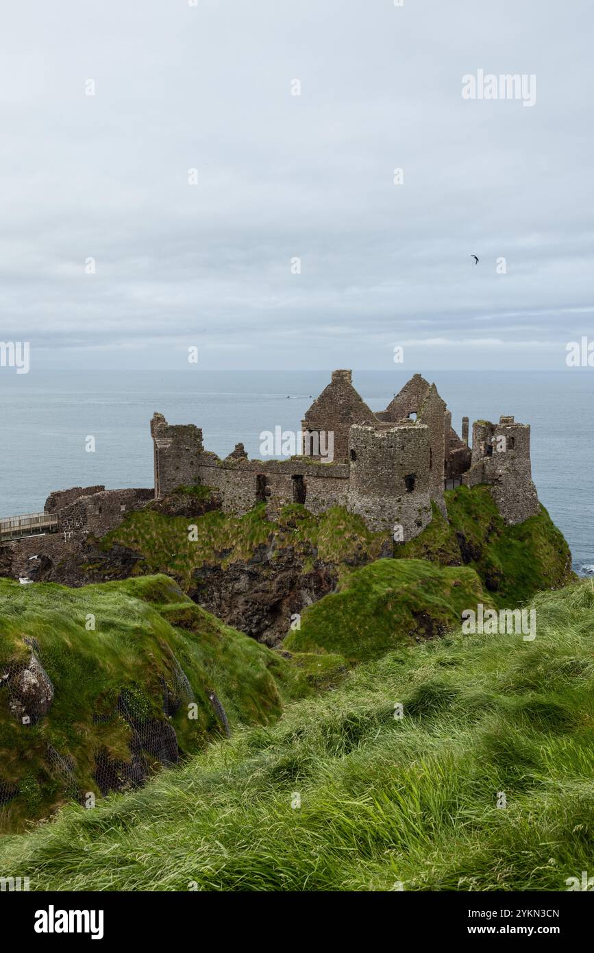 Dunluce Castle, in vertical composition, rises above steep grassy ...