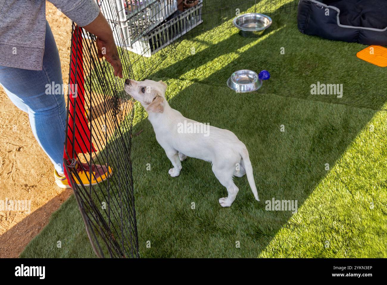 dog adoption, day at the animal shelter, rescued puppy petted by ...