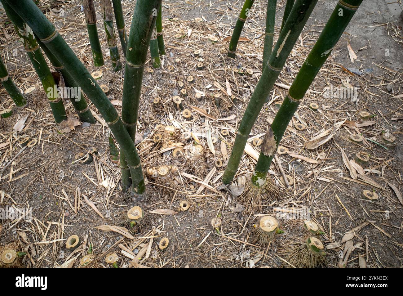 Green bamboo plants (Bambusa vulgaris) in the garden for natural ...