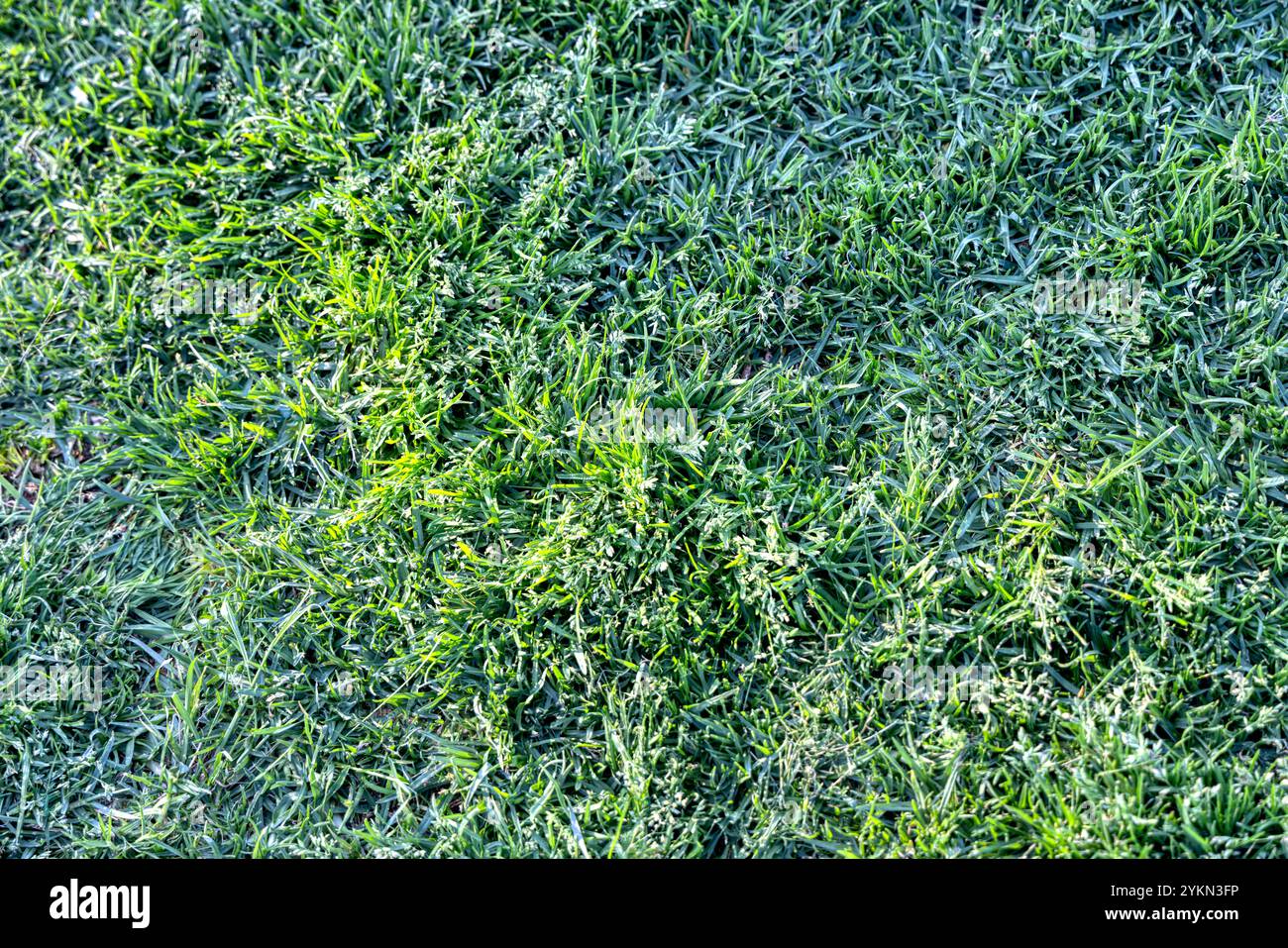 Natural green grass texture hi-res stock photography and images - Alamy