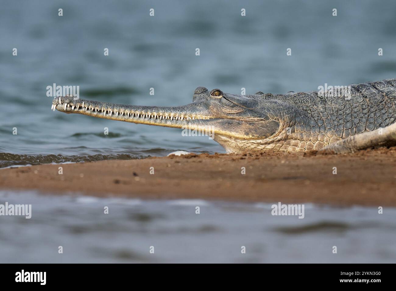 The image of Gharial (Gavialis gangeticus) was taken i the Chambal ...