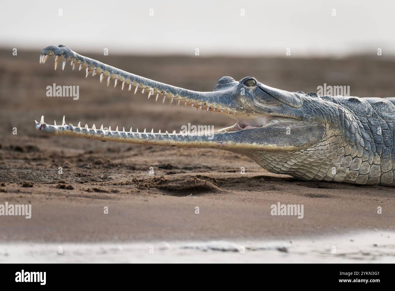 The image of Gharial (Gavialis gangeticus) was taken i the Chambal ...