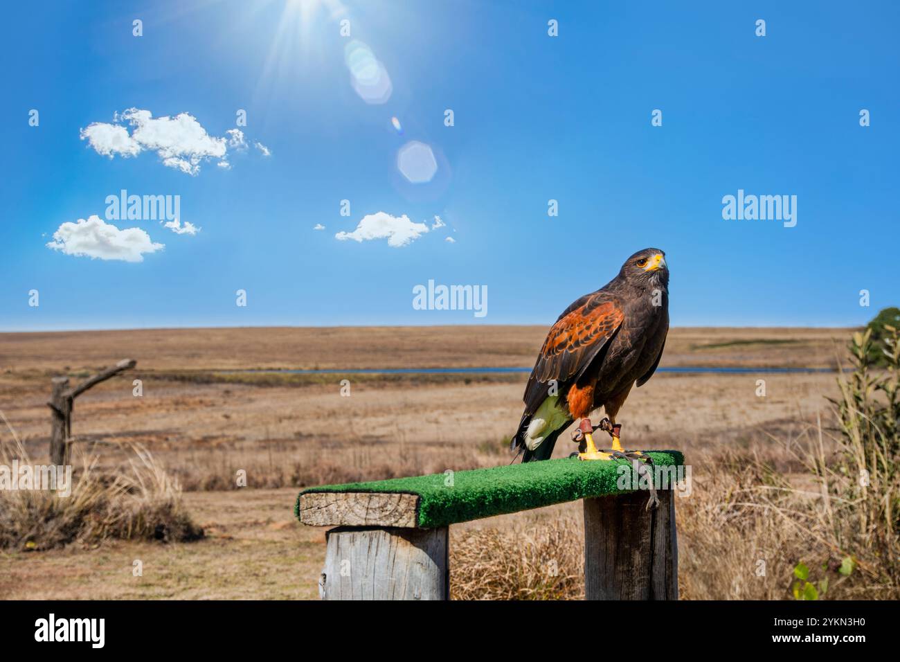 Harris Hawk, african harrier, bird of pray at a bird sanctuary in ...