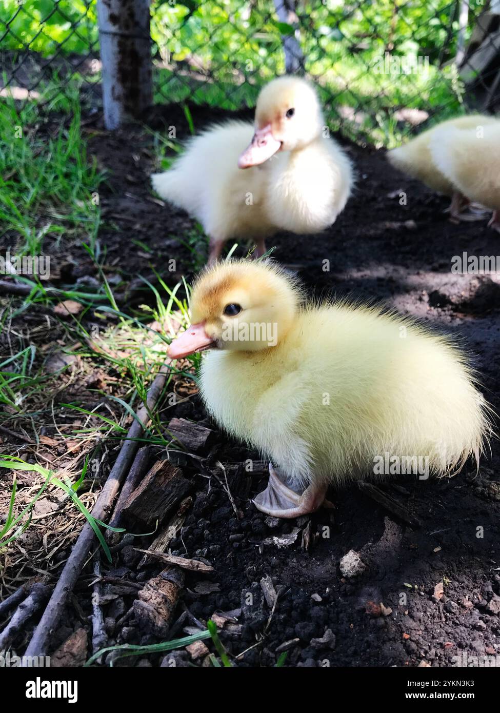 Three fluffy ducklings enjoy exploring the outdoors in sunlight ...