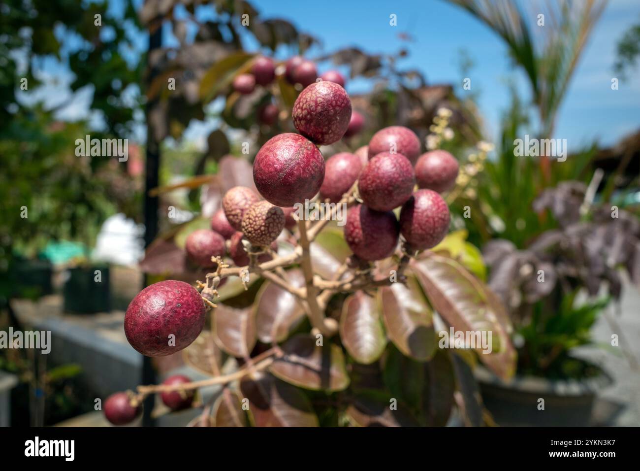 Red Longan ripe fruits (Dimocarpus longan) on the tree, in shallow ...