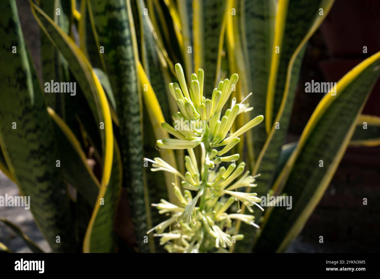 Snake plant (Sansevieria trifasciata) flowers and leaves in shallow ...