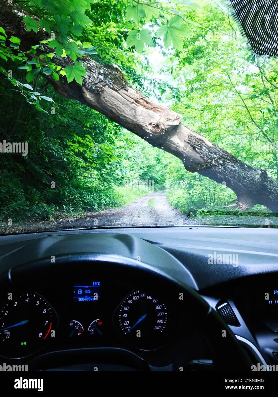A peaceful drive through a dense green forest is interrupted by a ...