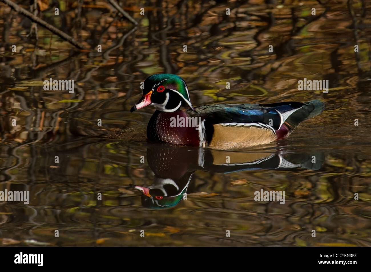 Wood Duck in morning sun Stock Photo - Alamy