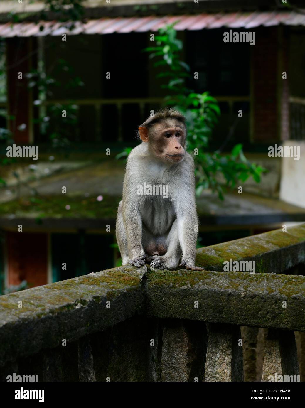 An Indian Bonnet Macaque monkey sitting on a balcony ledge in a ...
