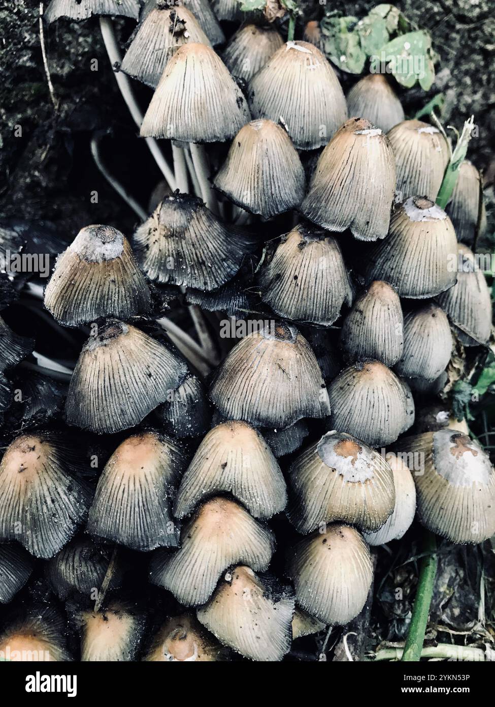 A close-up view of a cluster of wild mushrooms emerging in a forest ...