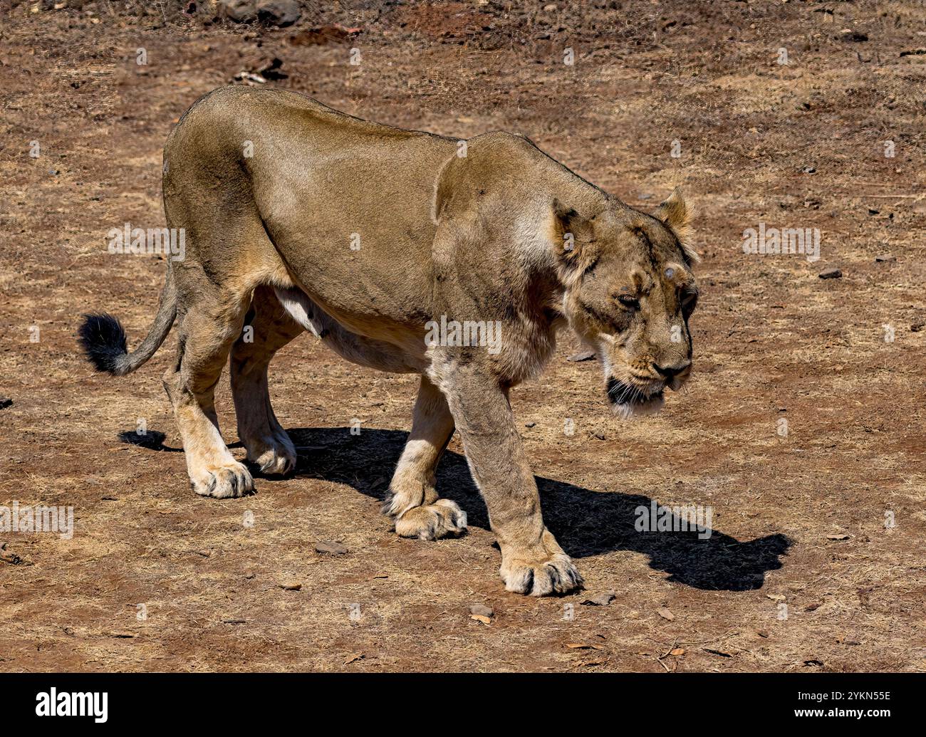 Powerful lioness stalks across the savannah, exuding strength and grace ...