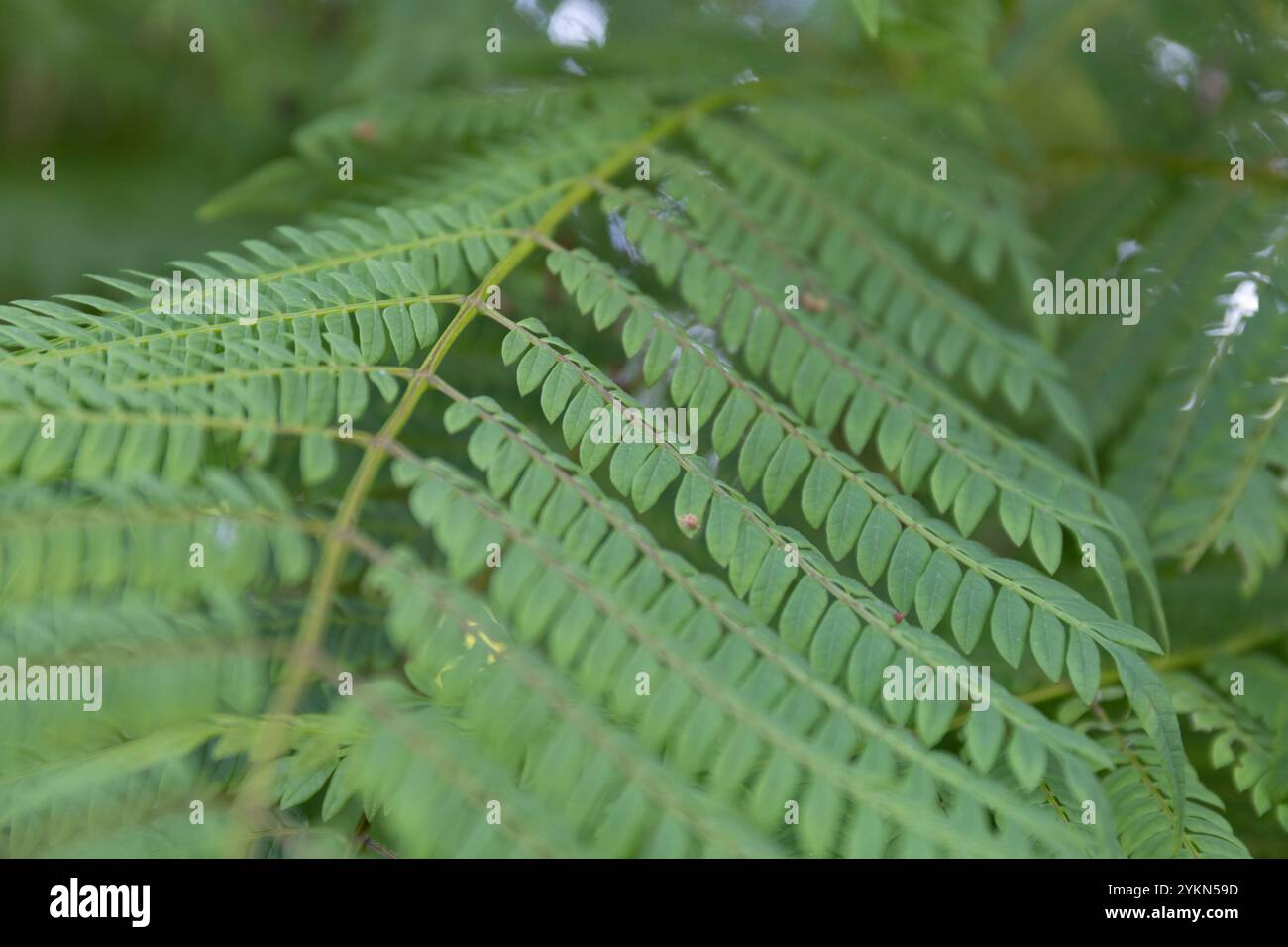 Green ferns and leaves, the atmosphere radiates serenity and harmony ...