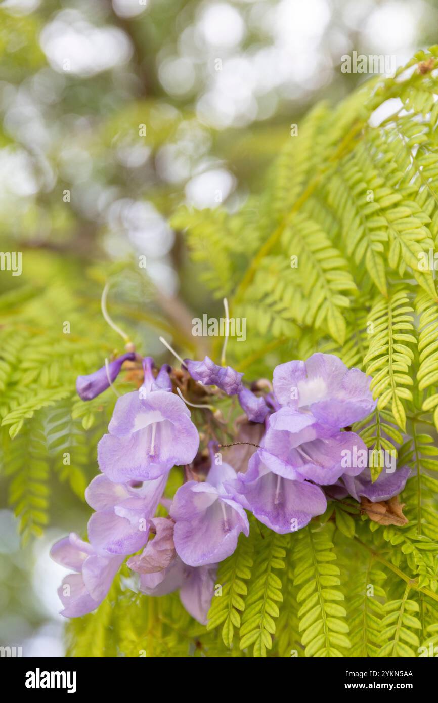 Jacaranda tree leaves hi-res stock photography and images - Alamy