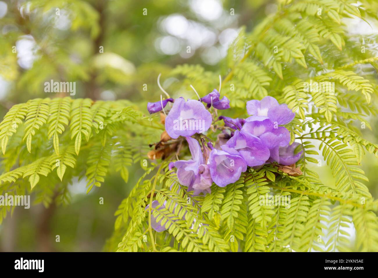 Jacaranda tree, with its purple flowers and delicate leaves, exudes ...