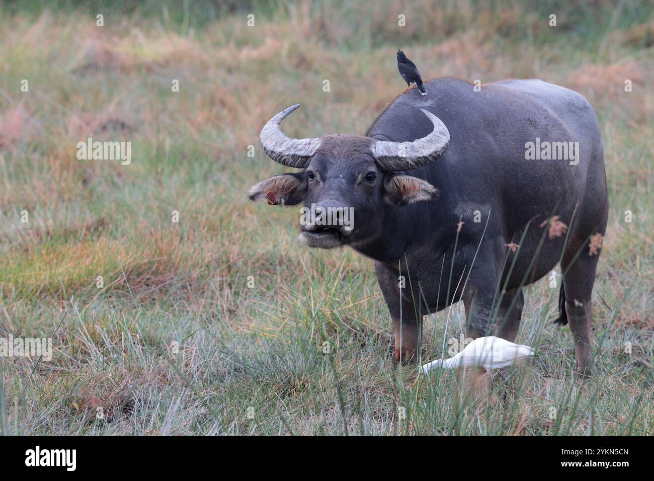 Water Buffalo (domesticated) with Cattle Egrets (Bubulcus coromandus ...