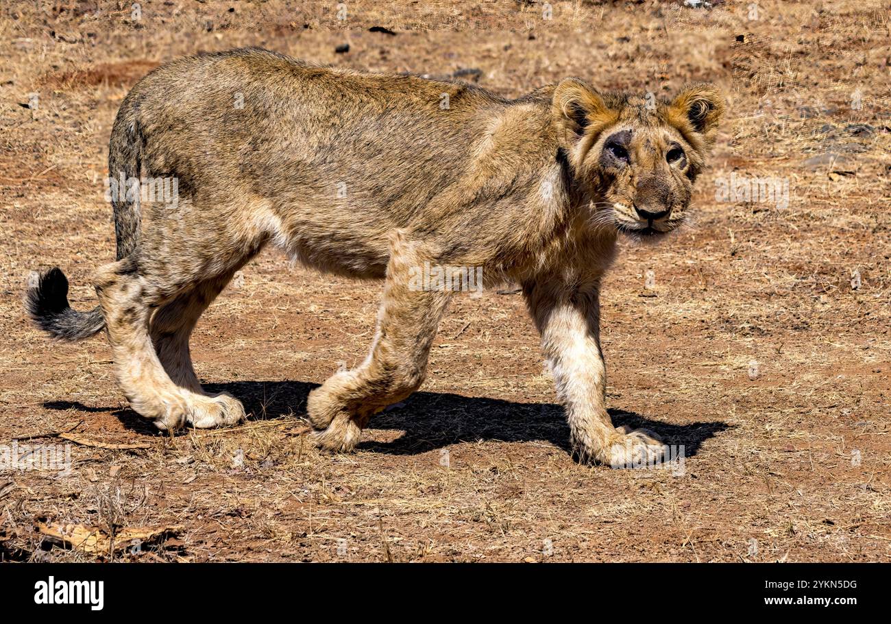 Juvenile lion prowls through dry grassland, displaying its majestic ...