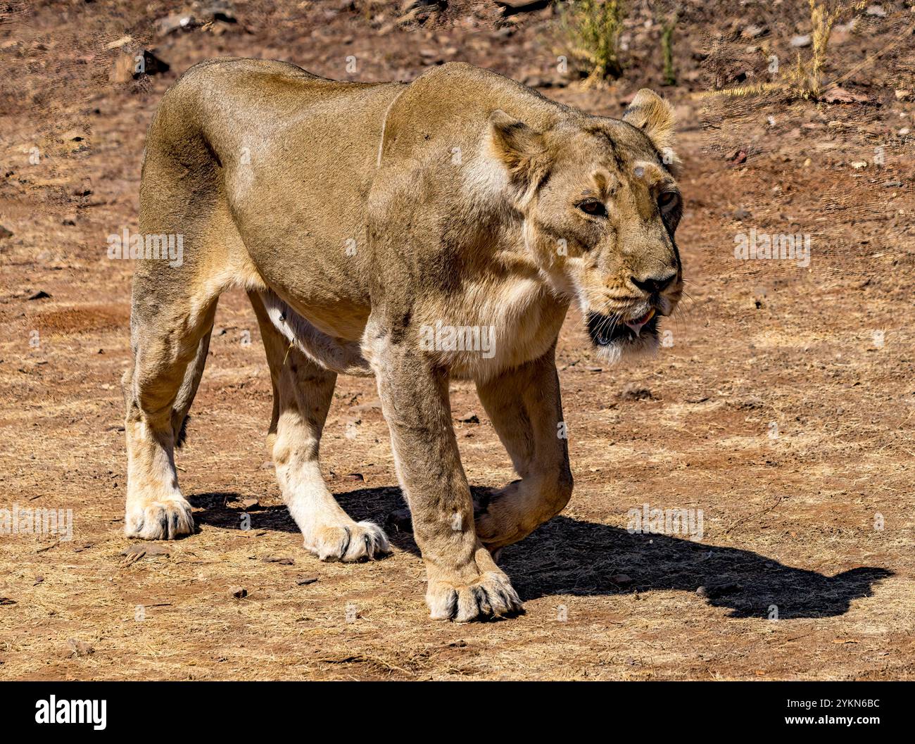Powerful female lion strides across the sunlit african savannah terrain ...