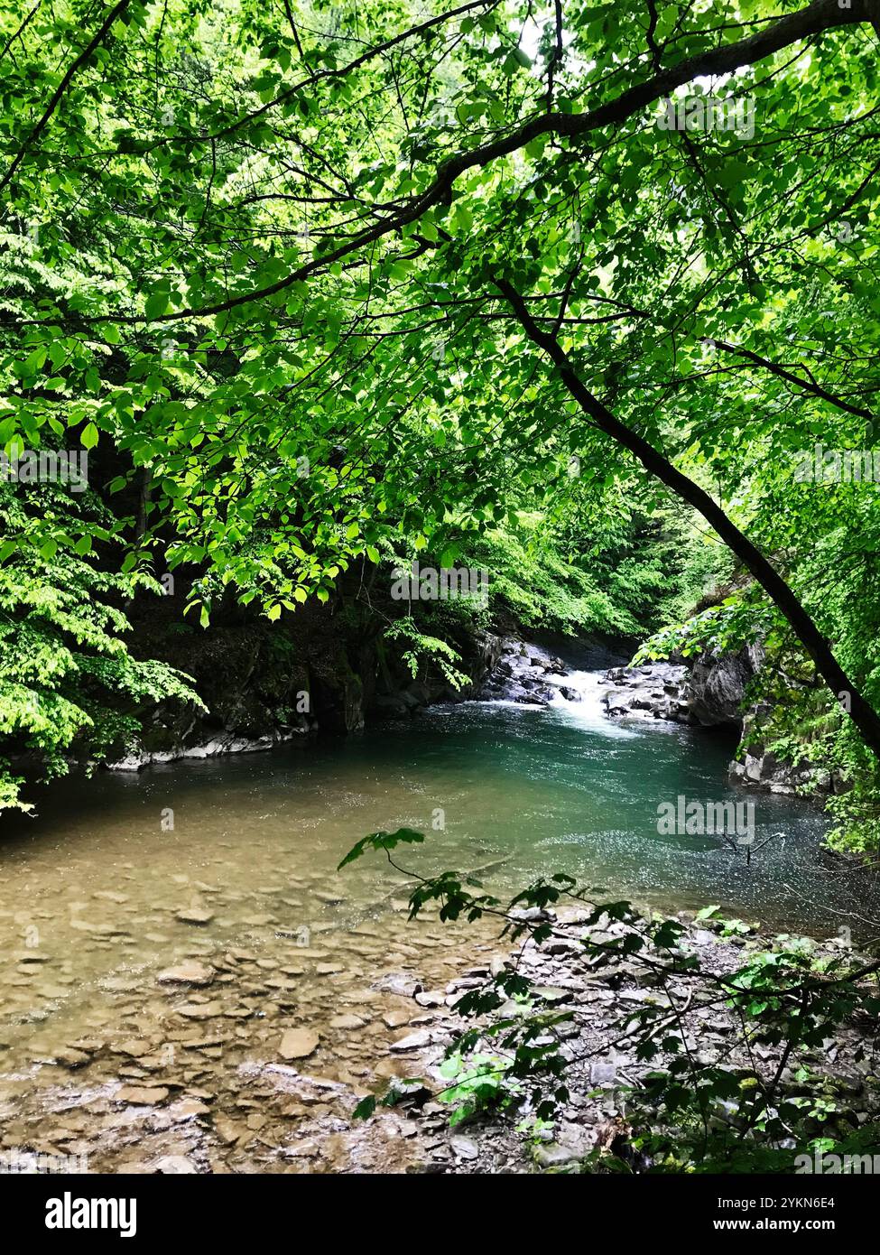 A serene stream flows gently through a lush forest, framed by vibrant ...