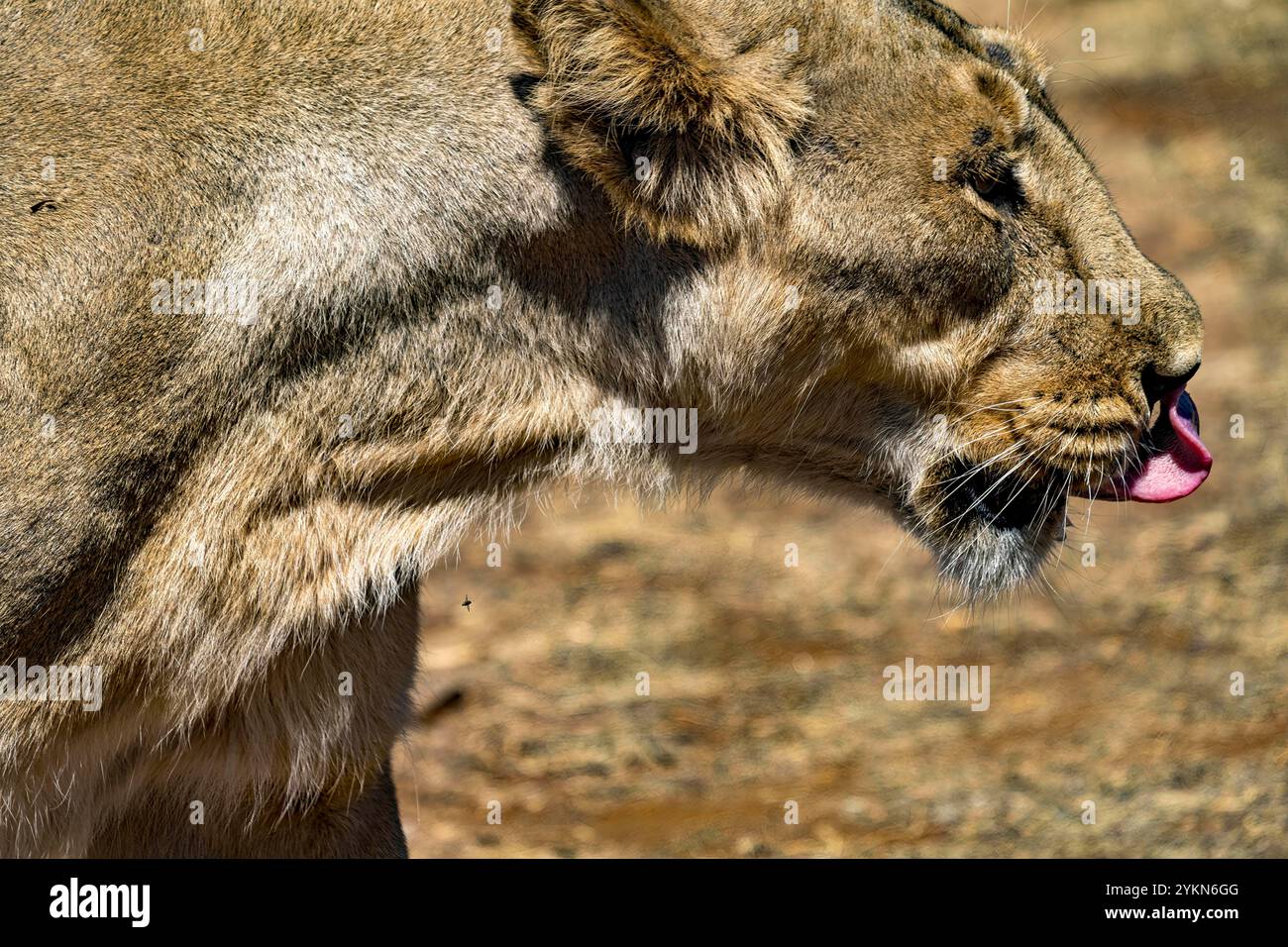 Highresolution image capturing the detailed profile of a roaring lioness in a natural setting ...