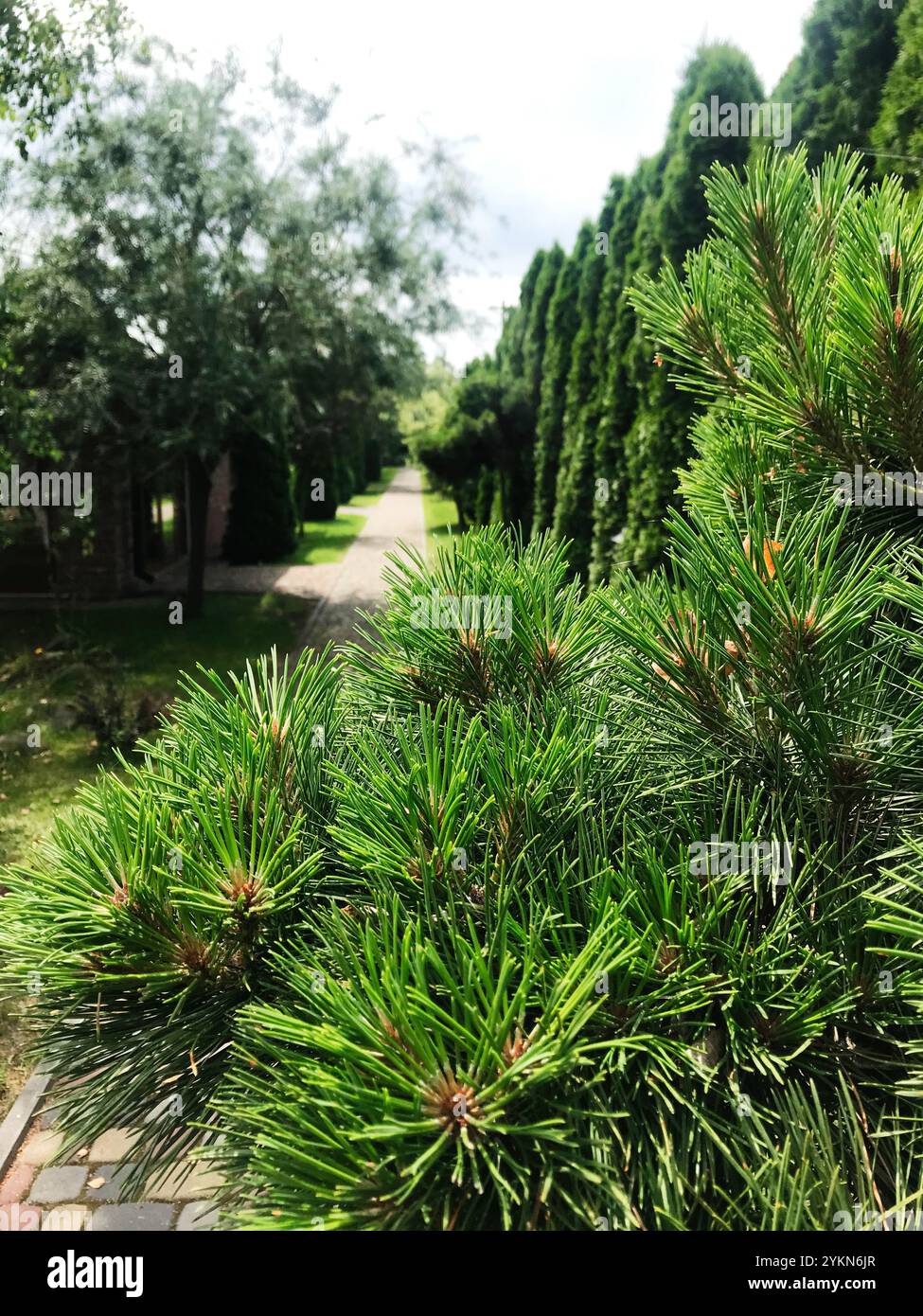 A serene scene featuring vibrant evergreen trees bordering a paved path ...