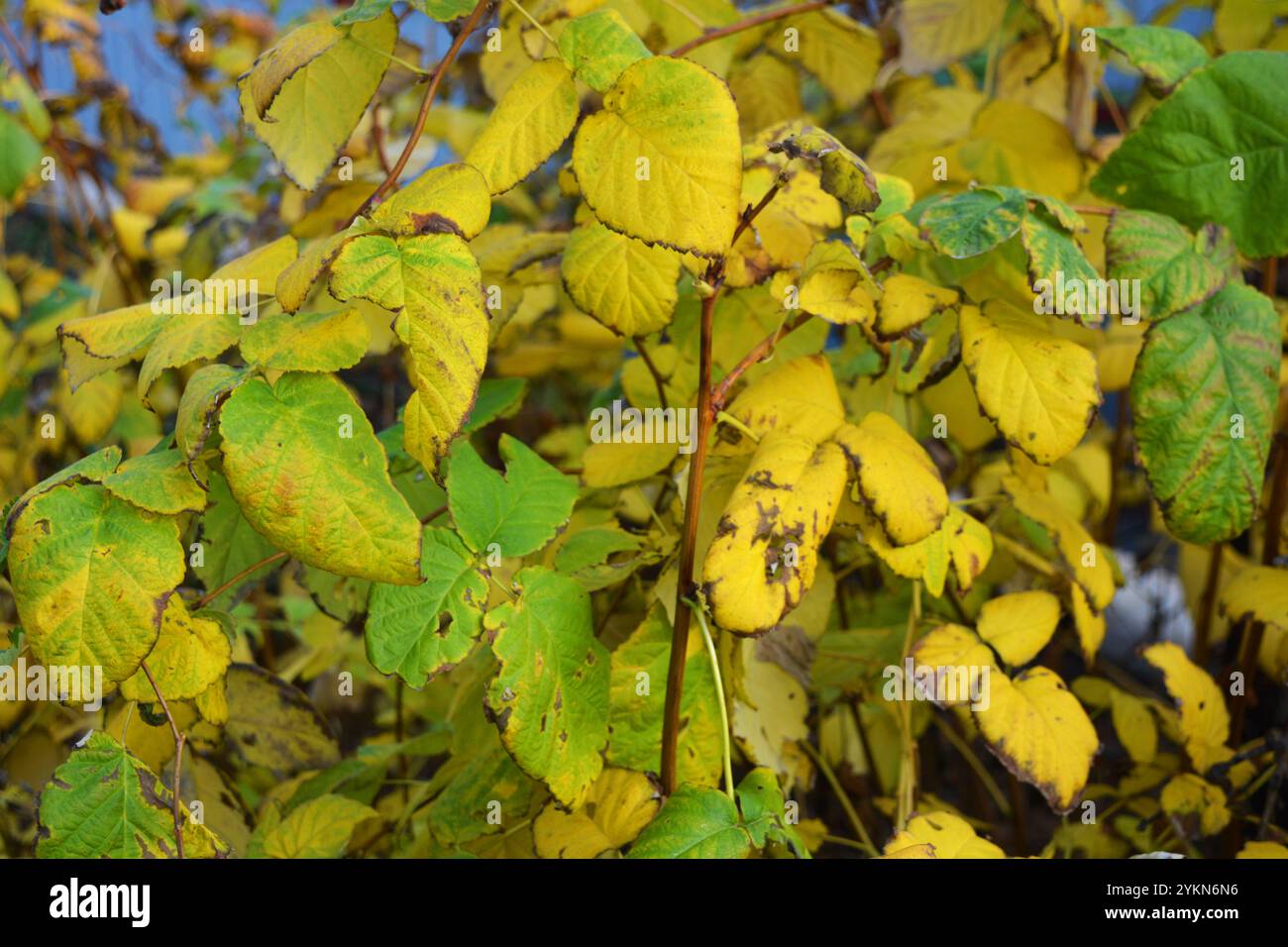 Bright beautiful nature, raspberry bushes with small yellow leaves ...