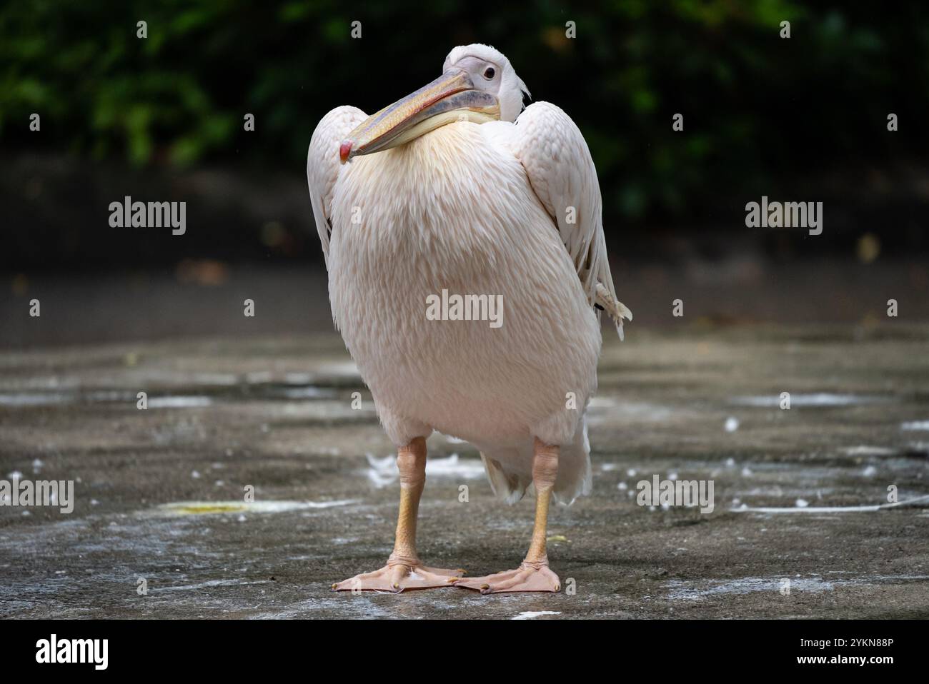 Majestic white pelican standing near calm water, gracefully preening ...