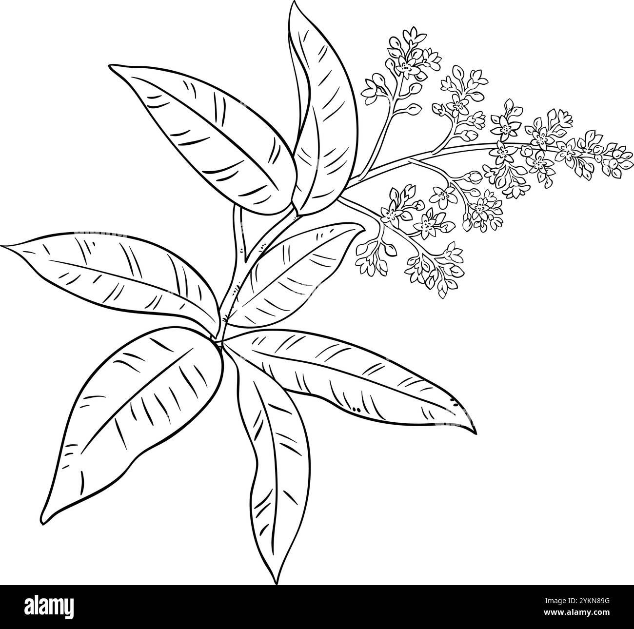 Mango Branch with Flowers Outline Illustration Stock Vector Image & Art ...