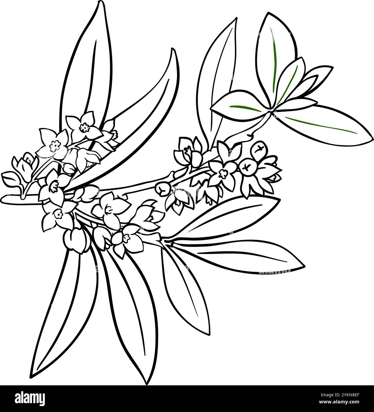 Olive Branch with Flowers Outline Illustration Stock Vector Image & Art ...