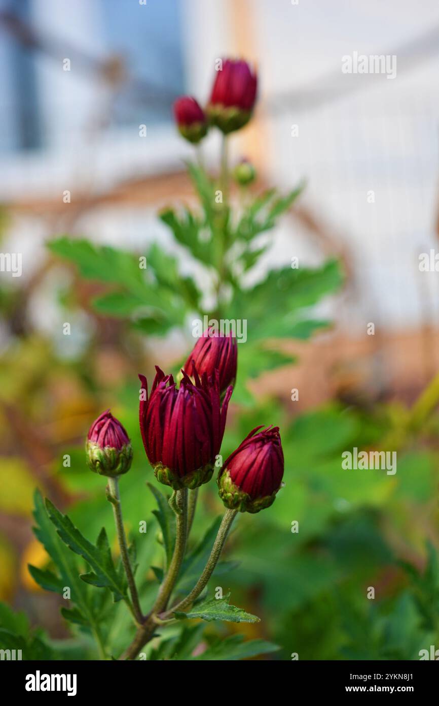 Bright, beautiful nature, street plants, landscape design. Bright dark ...